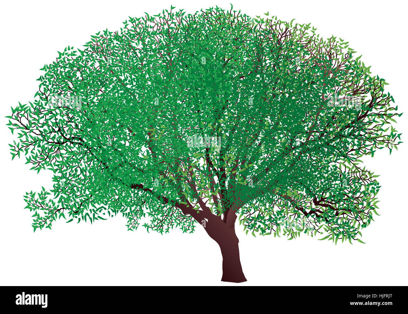 leaf, object, isolated, tree, lawn, green, white, plant, nature, leaf ...