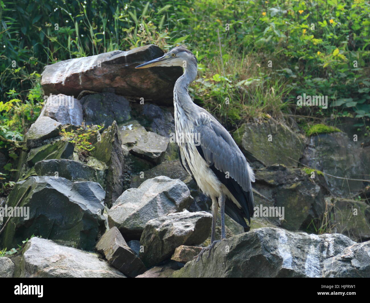 angle, fish, hunt, waterfowls, waterfowl, heron, lurk, environment ...