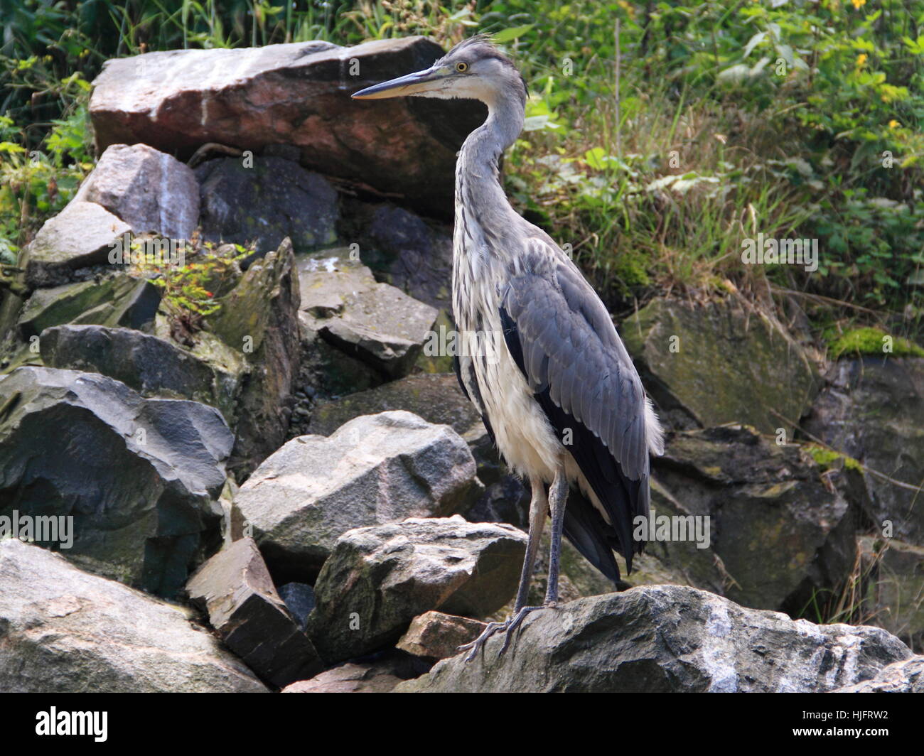 angle, fish, hunt, waterfowls, waterfowl, heron, lurk, environment ...
