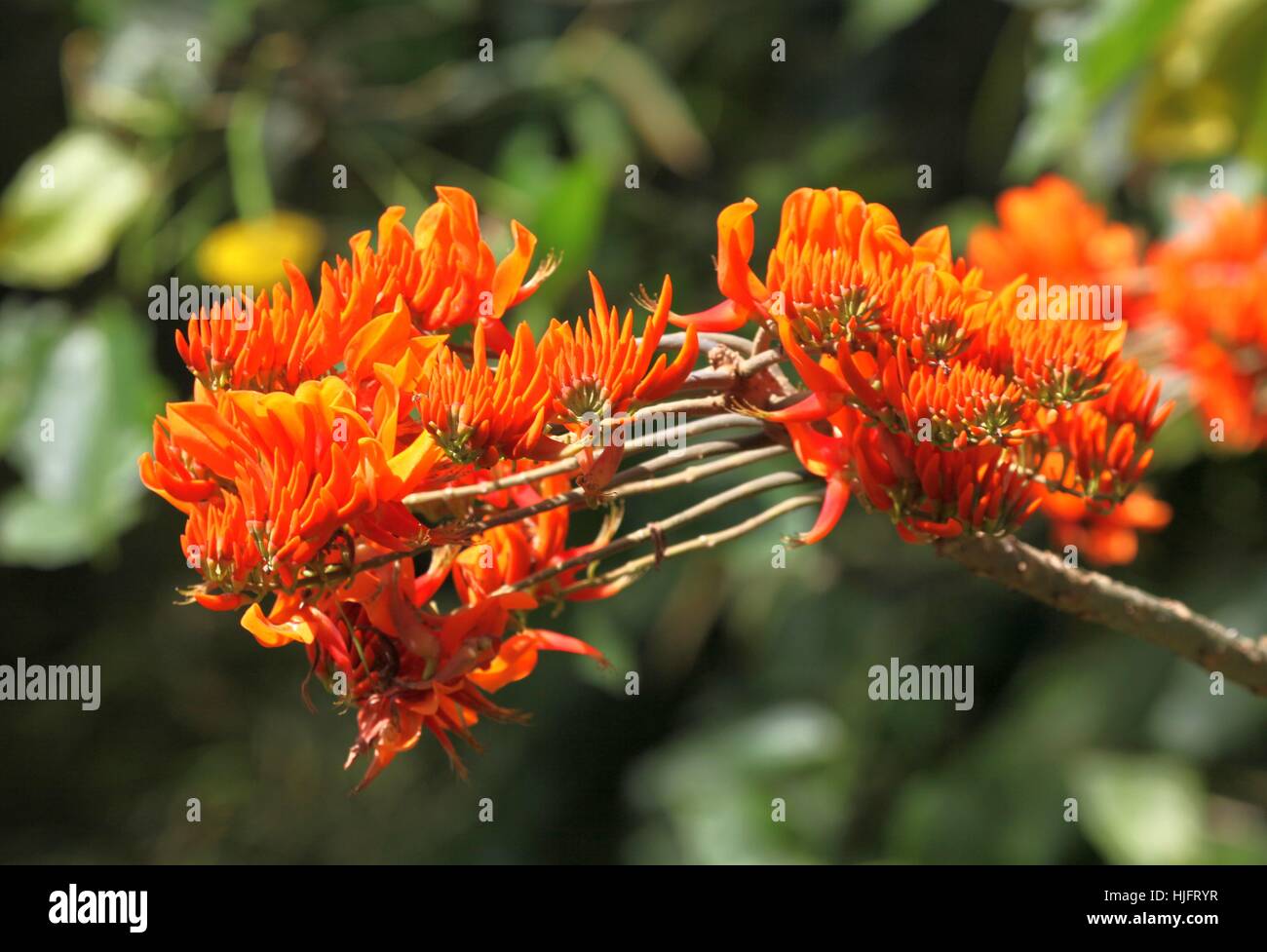 Immortelle tree hi-res stock photography and images - Alamy