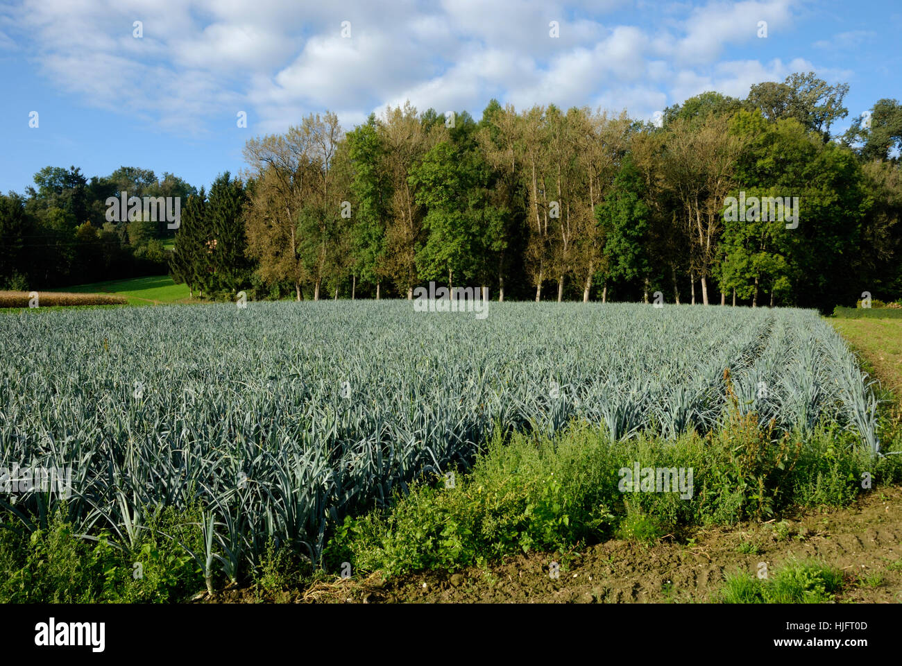 leek, blue, food, aliment, tree, trees, plant, green, agriculture ...