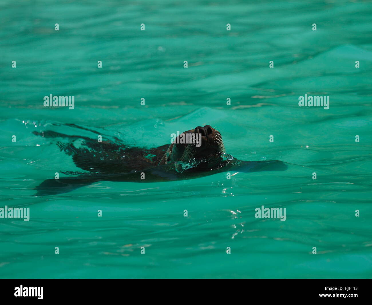 mammal, seal, sea animal, salt water, sea, ocean, water, swimming ...