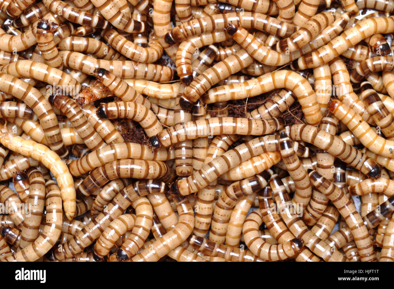 macro, close-up, macro admission, close up view, animal, scary, worms ...