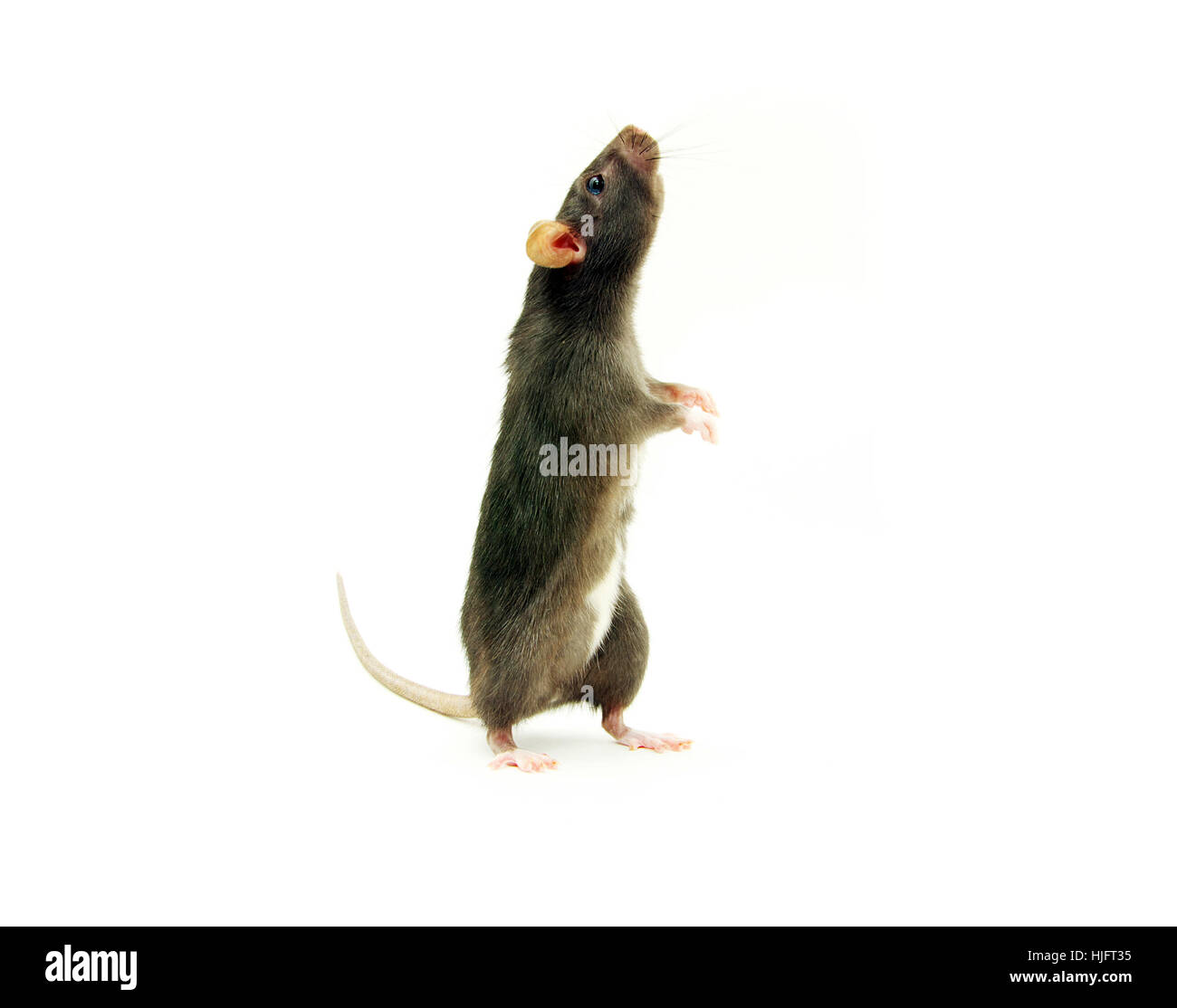 isolated, closeup, animal, mammal, pets, rodent, fur, hairy, shy, nose ...