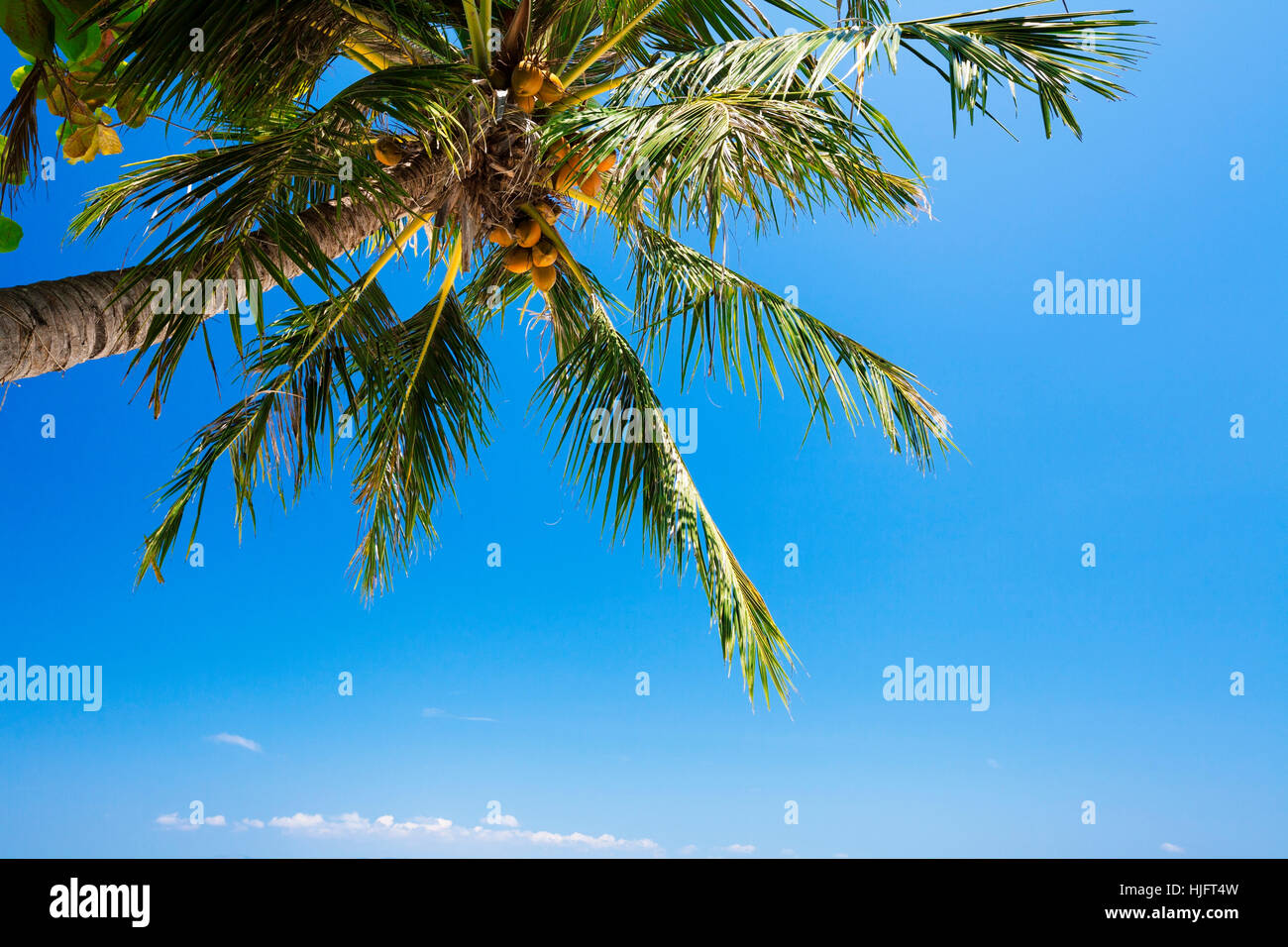 blue, leaf, green, summer, summerly, square, exotic, palm tree ...