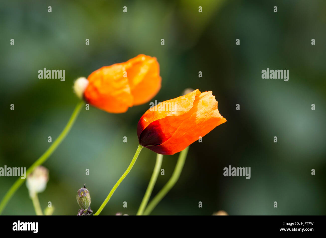 Blue drooping flowers hi-res stock photography and images - Alamy