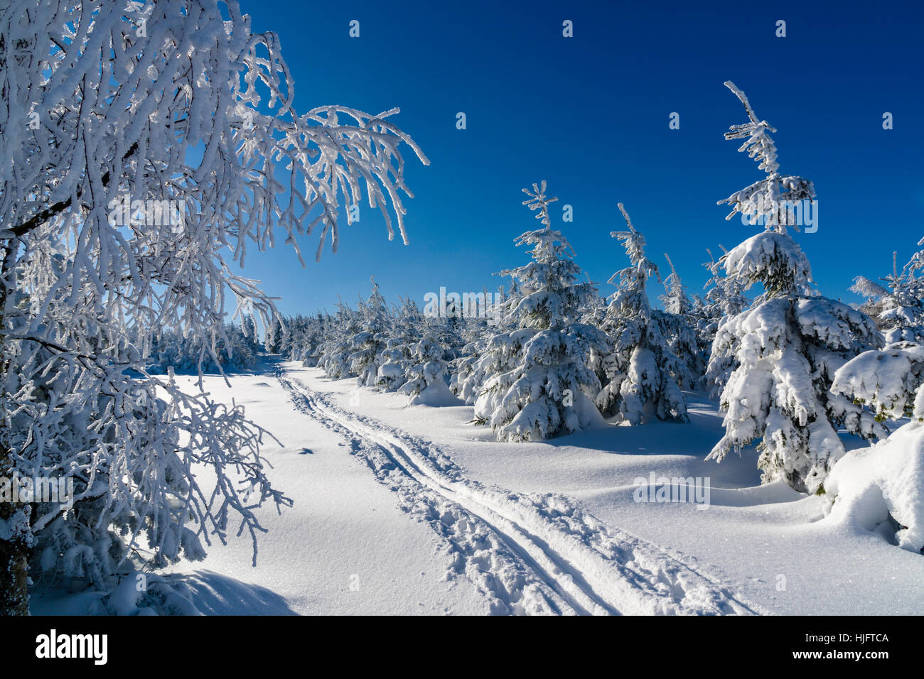 Winter landscape with trees, hoar frost, snow and a cross-country ...
