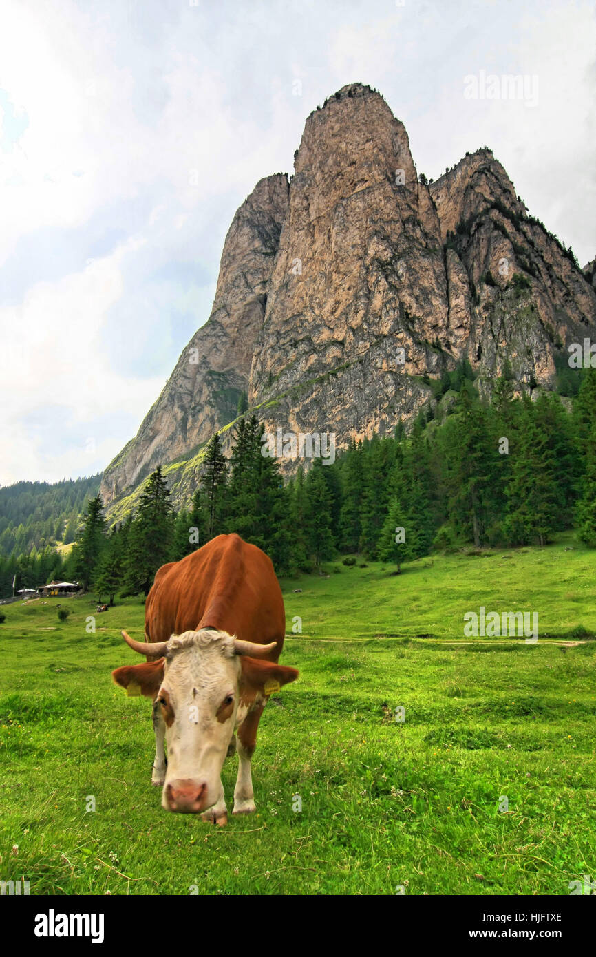 mountains, dolomites, animals, alp, rock, cow, meadow, nature, tree ...