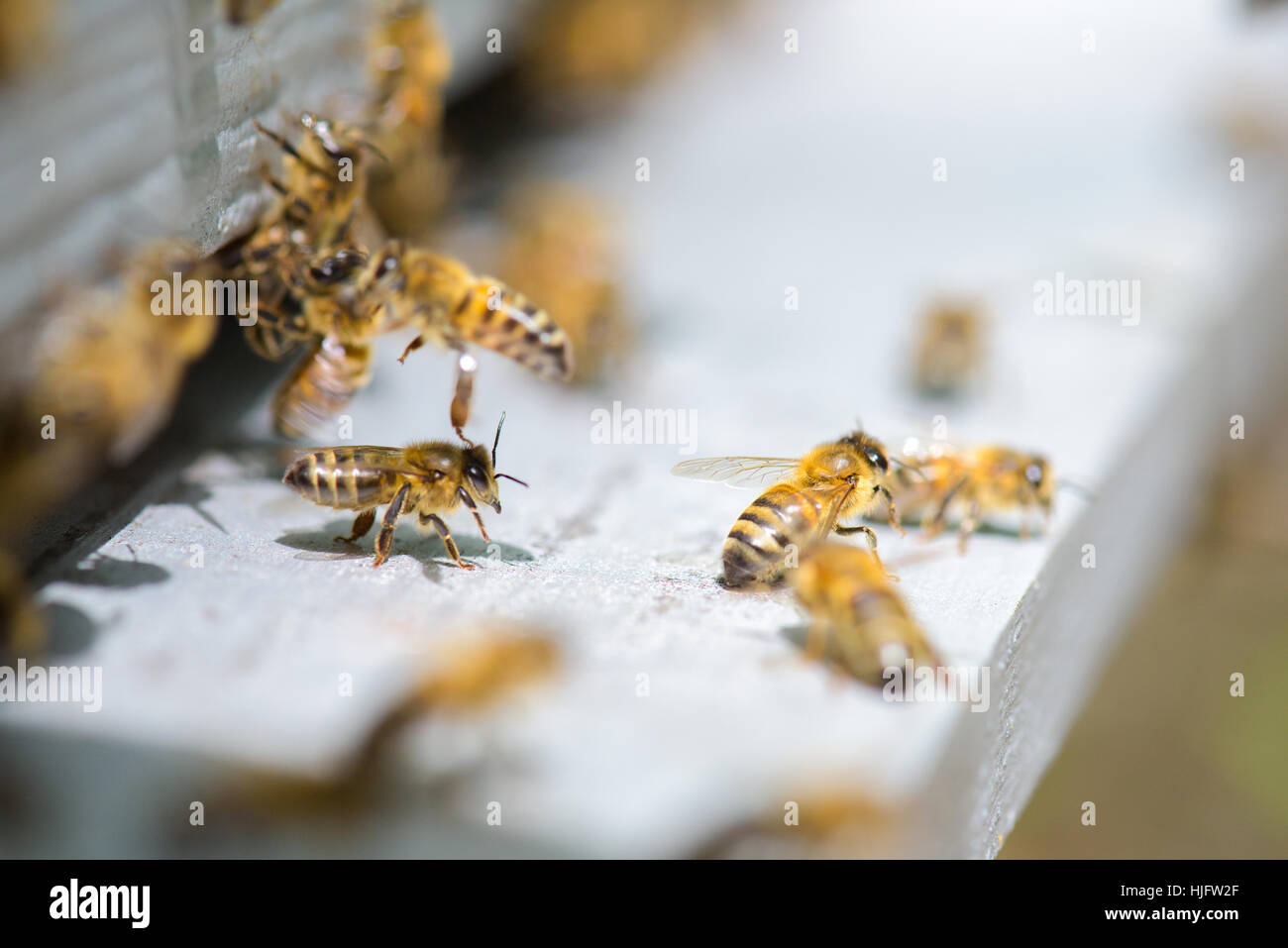 Bee wings comb hi-res stock photography and images - Alamy