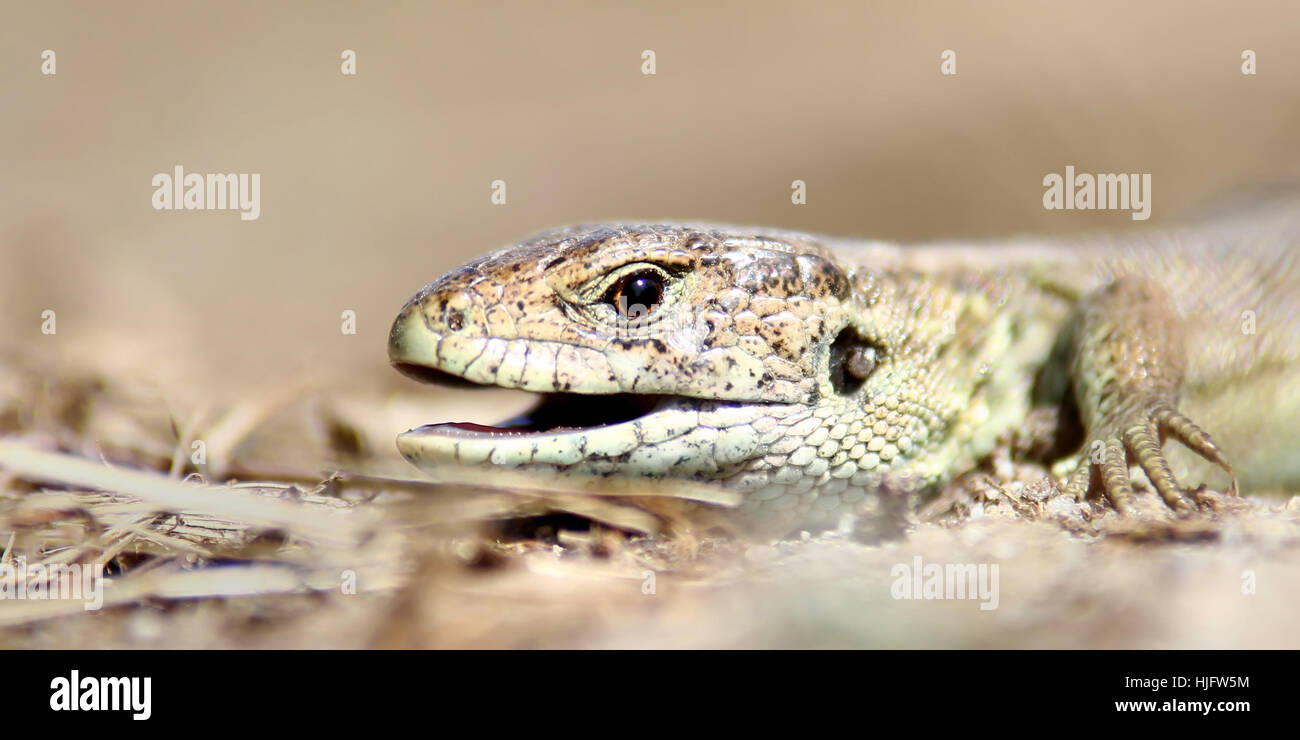 lizard, animals, reptiles, lizards, danger, animal, lizard, animals ...