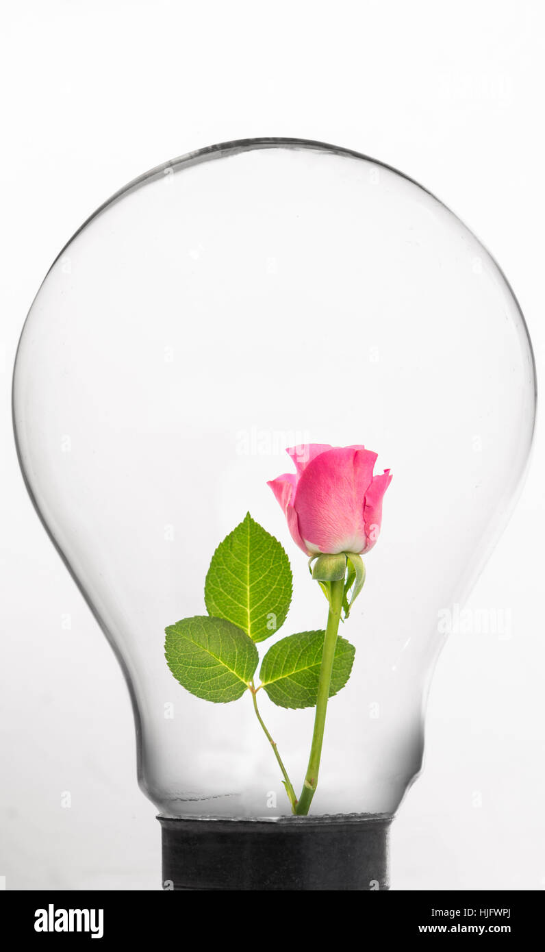 Rose inside light bulb against white background Stock Photo - Alamy