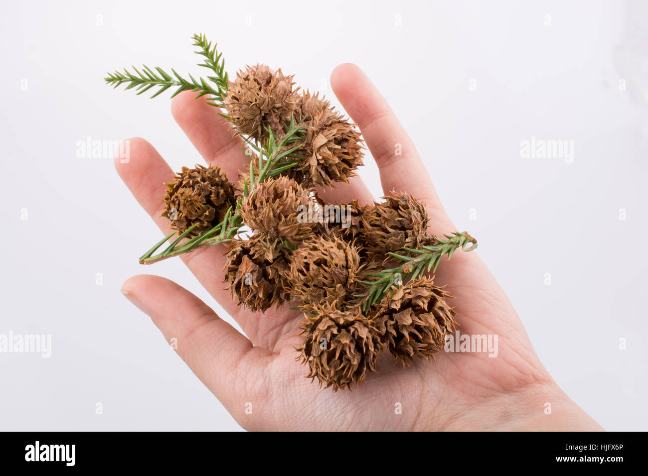 Hand holding brown pods, capsules in hand on a white background Stock ...
