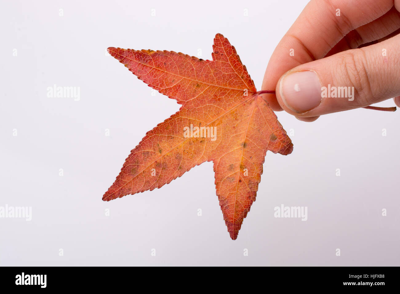Hand holding a dry autumn leaf in hand on a white background Stock ...