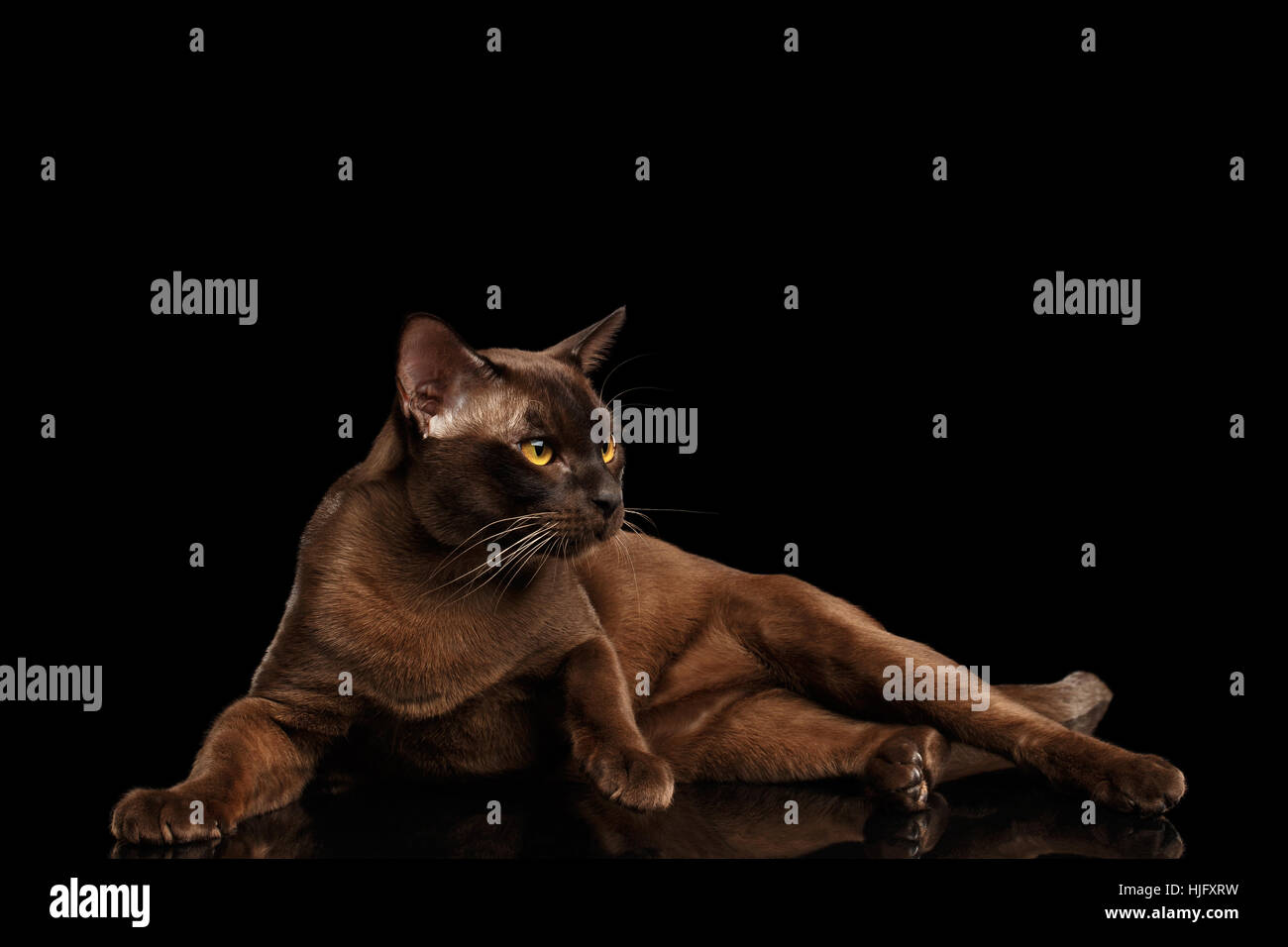 Brown burmese cat isolated on black background Stock Photo - Alamy