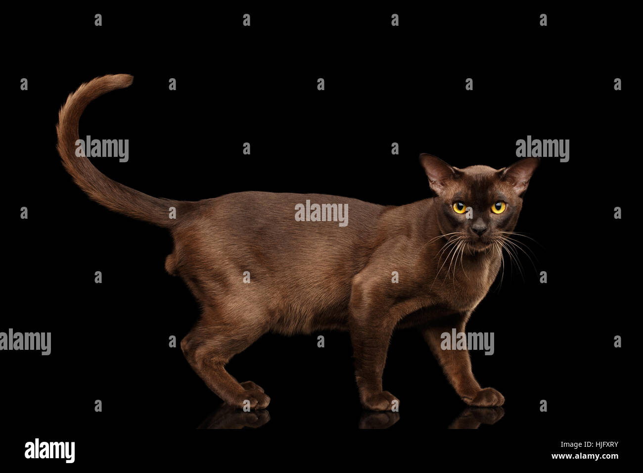 Brown burmese cat isolated on black background Stock Photo - Alamy