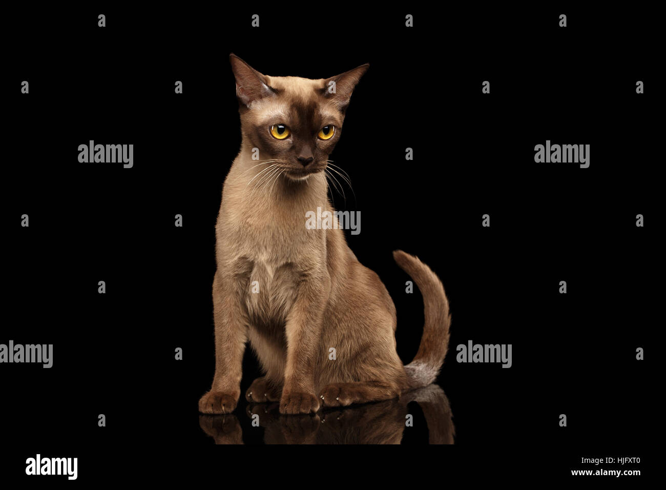 Brown burmese cat isolated on black background Stock Photo - Alamy