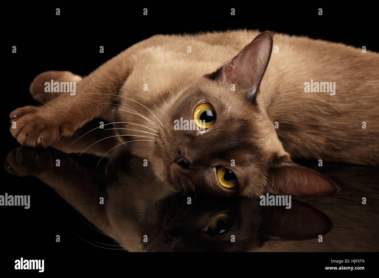 Burmese cat hi-res stock photography and images - Alamy
