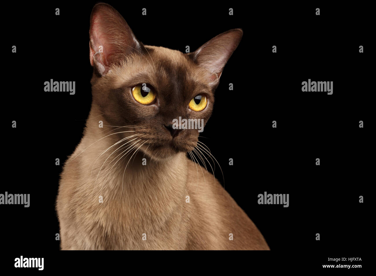 Brown burmese cat isolated on black background Stock Photo - Alamy