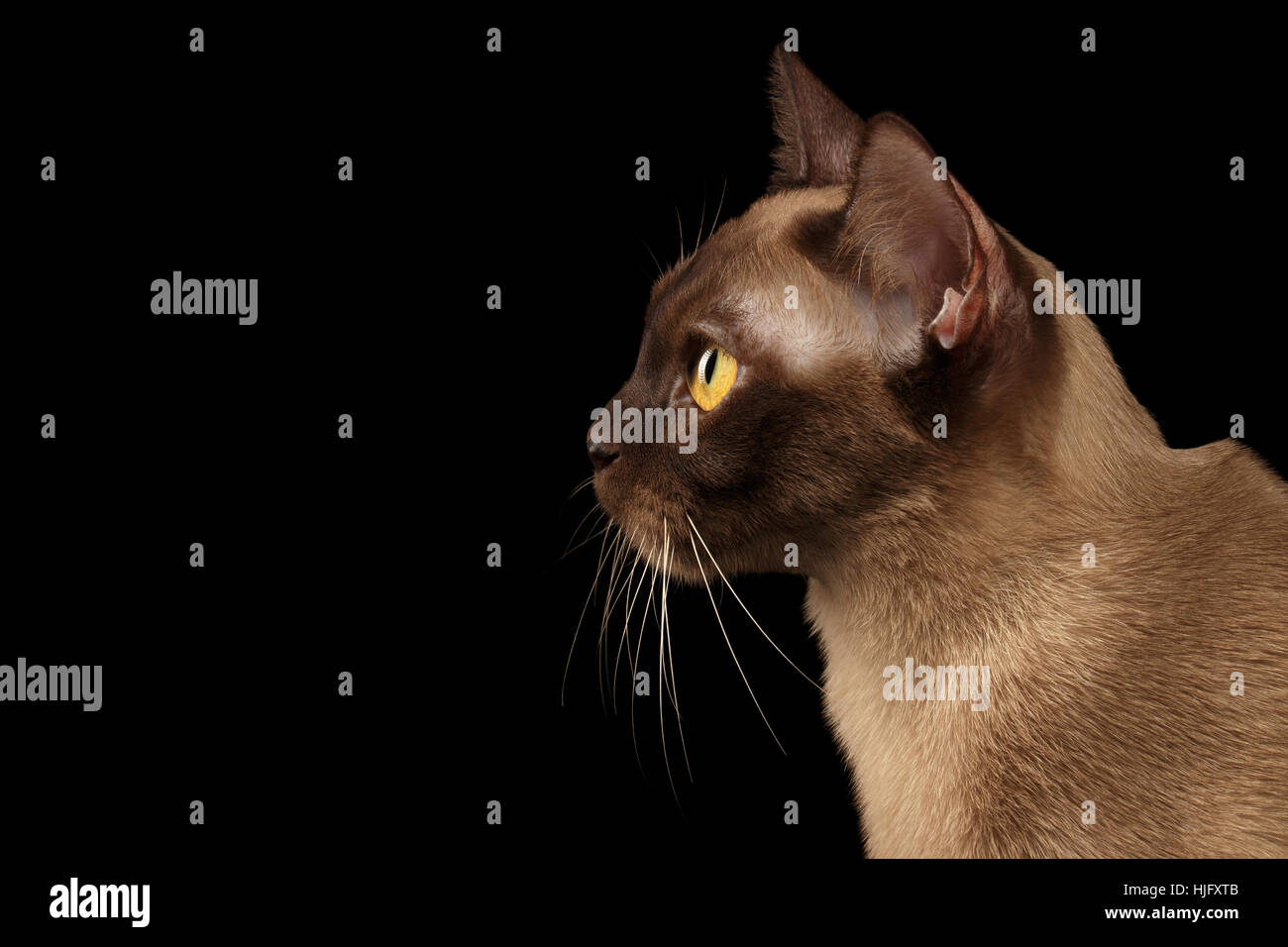 Brown burmese cat isolated on black background Stock Photo - Alamy