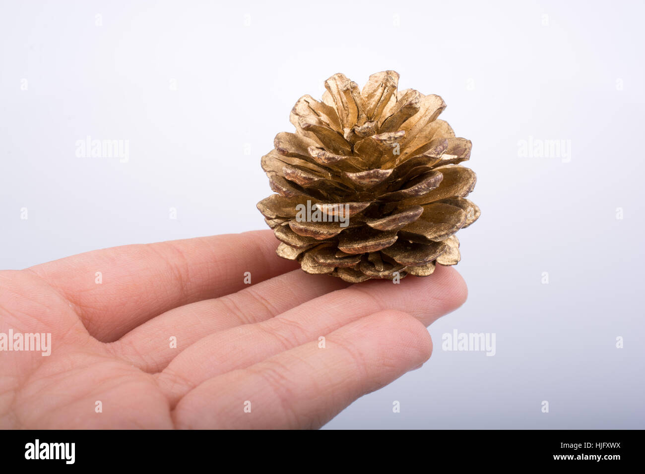 Hand holding brown pine cone in hand on a white background Stock Photo ...