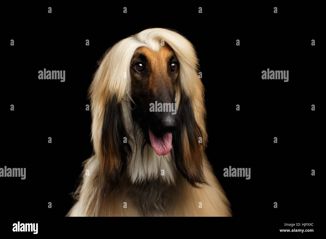 Afghan hound hair hi-res stock photography and images - Alamy