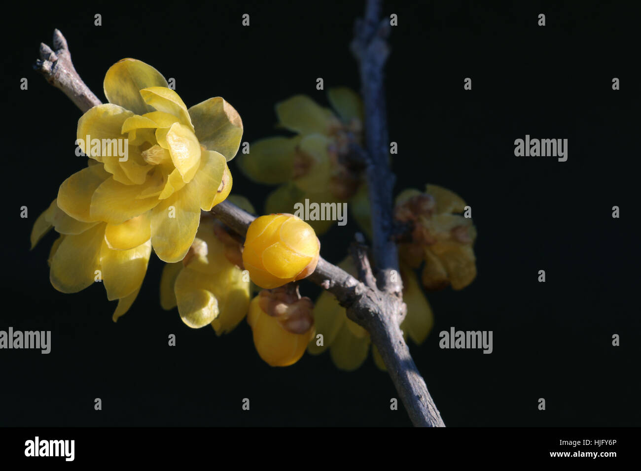 Japanese wintersweet flower on black Stock Photo - Alamy