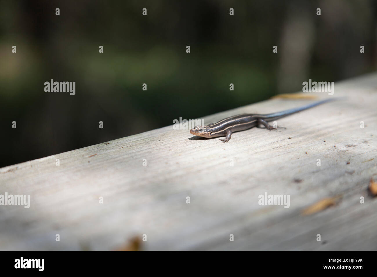 Five-stripped skink scurrying along a plank Stock Photo - Alamy