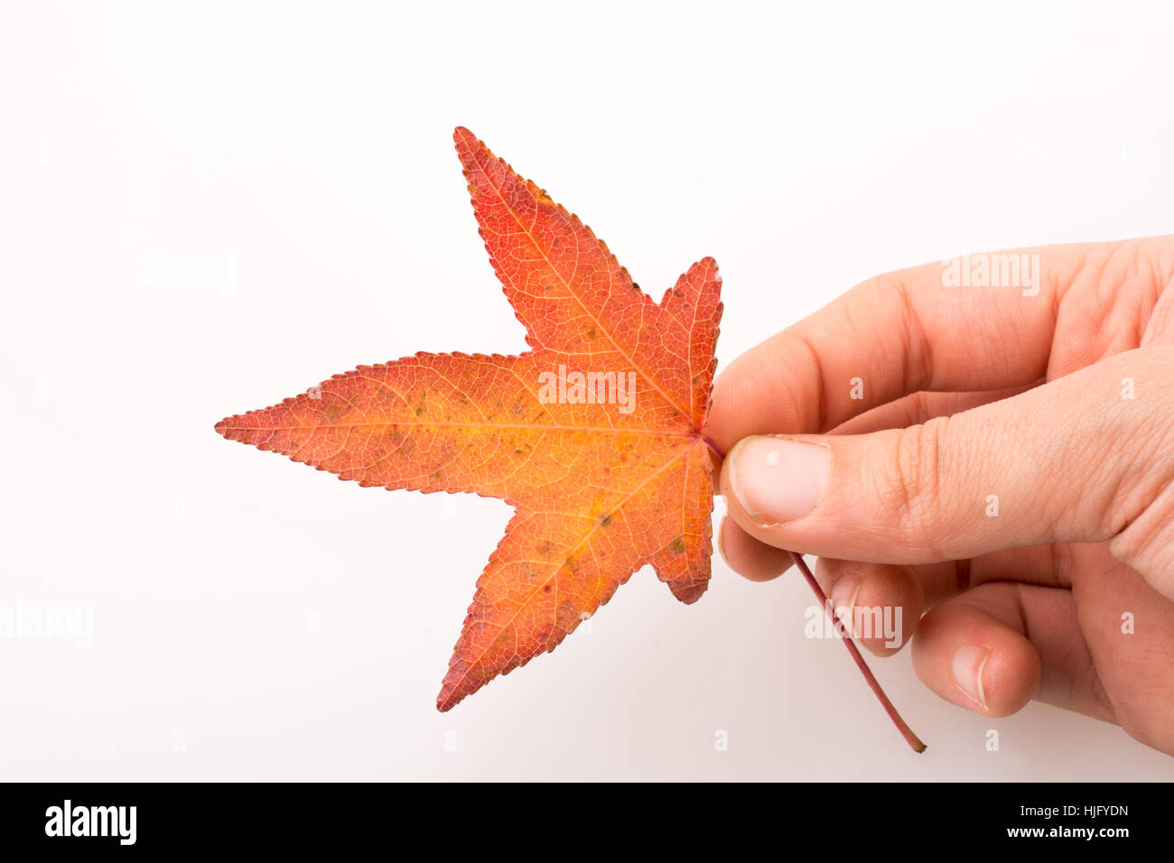 Hand holding a dry autumn leaf in hand on a white background Stock ...