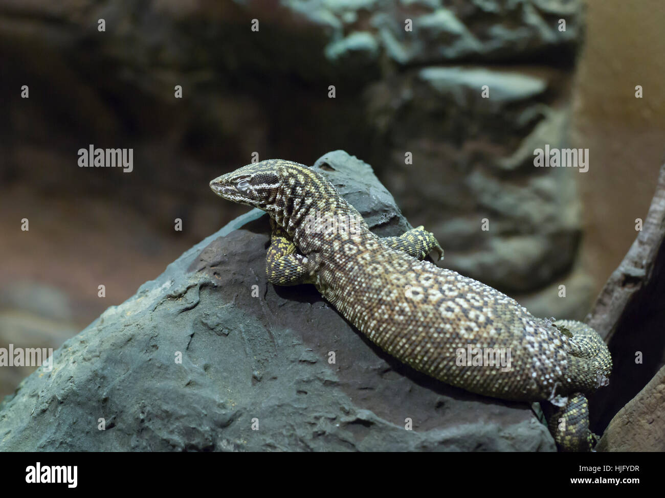 Overhead shot of a monitor lizard resting on a rock Stock Photo - Alamy
