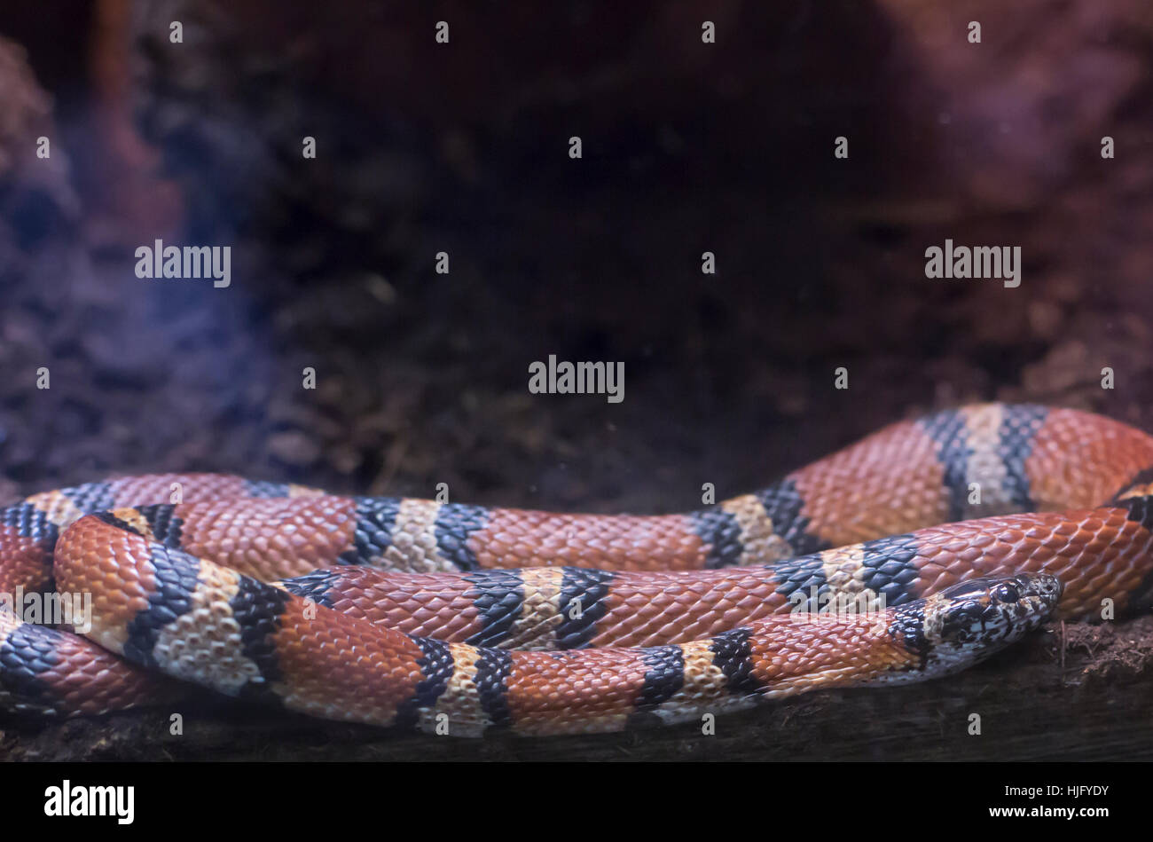 Milk snakes (Lampropeltis triangulum) in a glass display Stock Photo ...