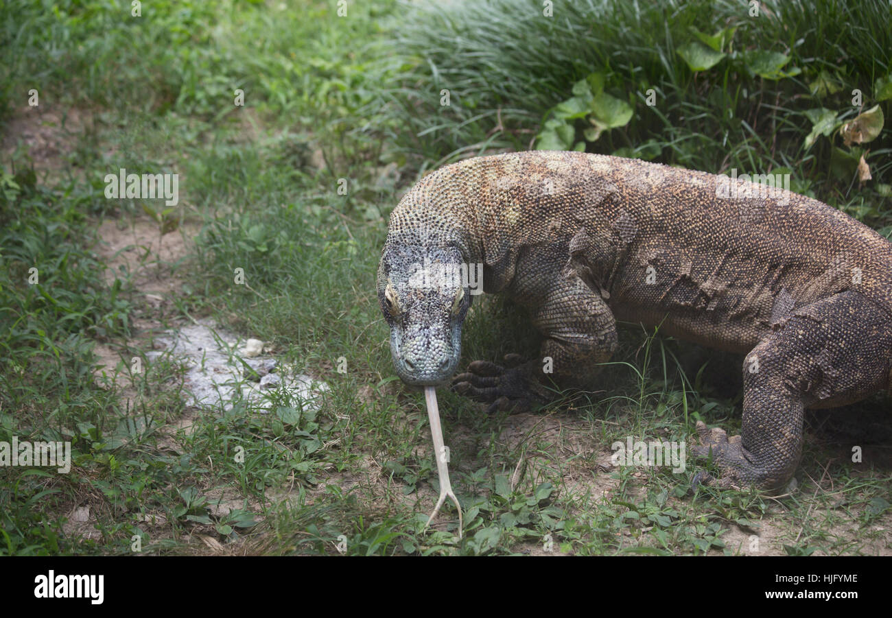 Close up of a Komodo dragon (Varanus komodoensis) flicking its tongue ...