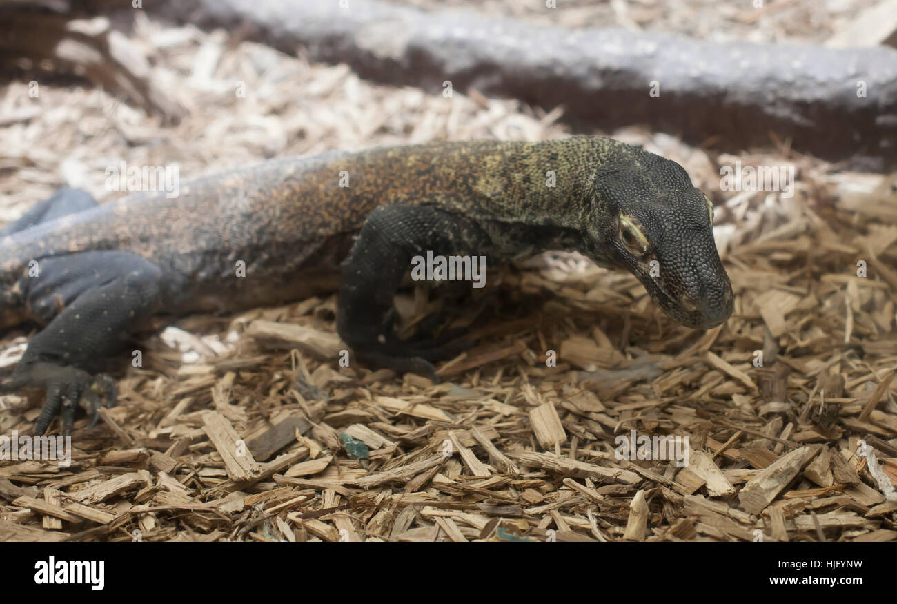 Small Komodo dragon searching along the ground Stock Photo - Alamy