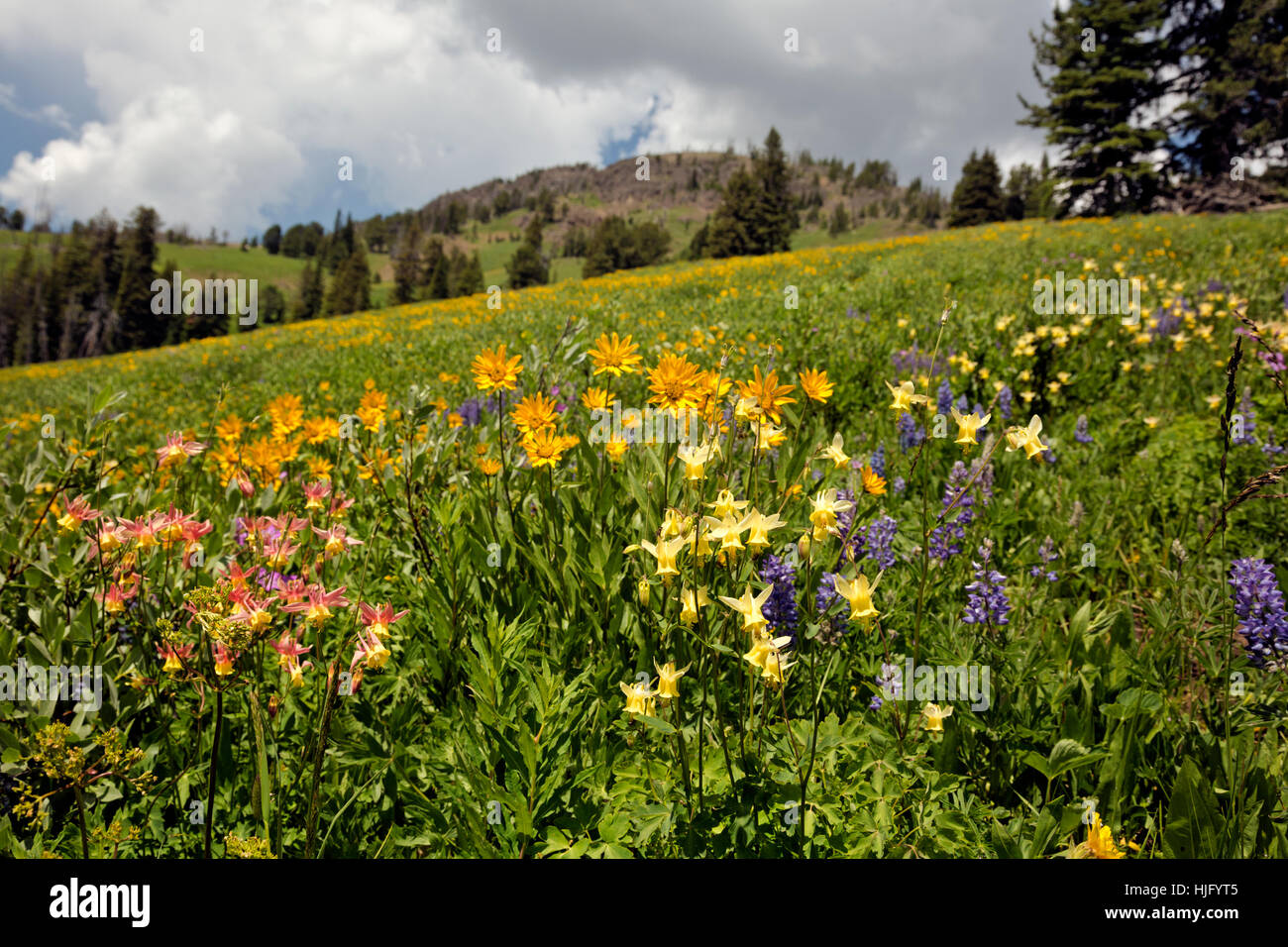Wildflowers on hillside hi-res stock photography and images - Alamy