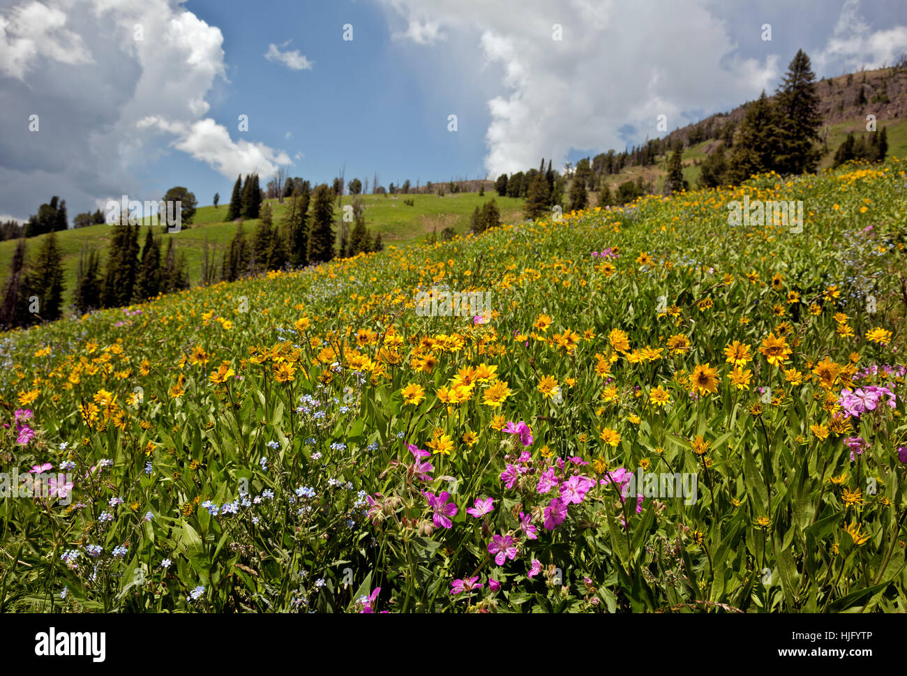 Hillside of wildflowers hi-res stock photography and images - Alamy