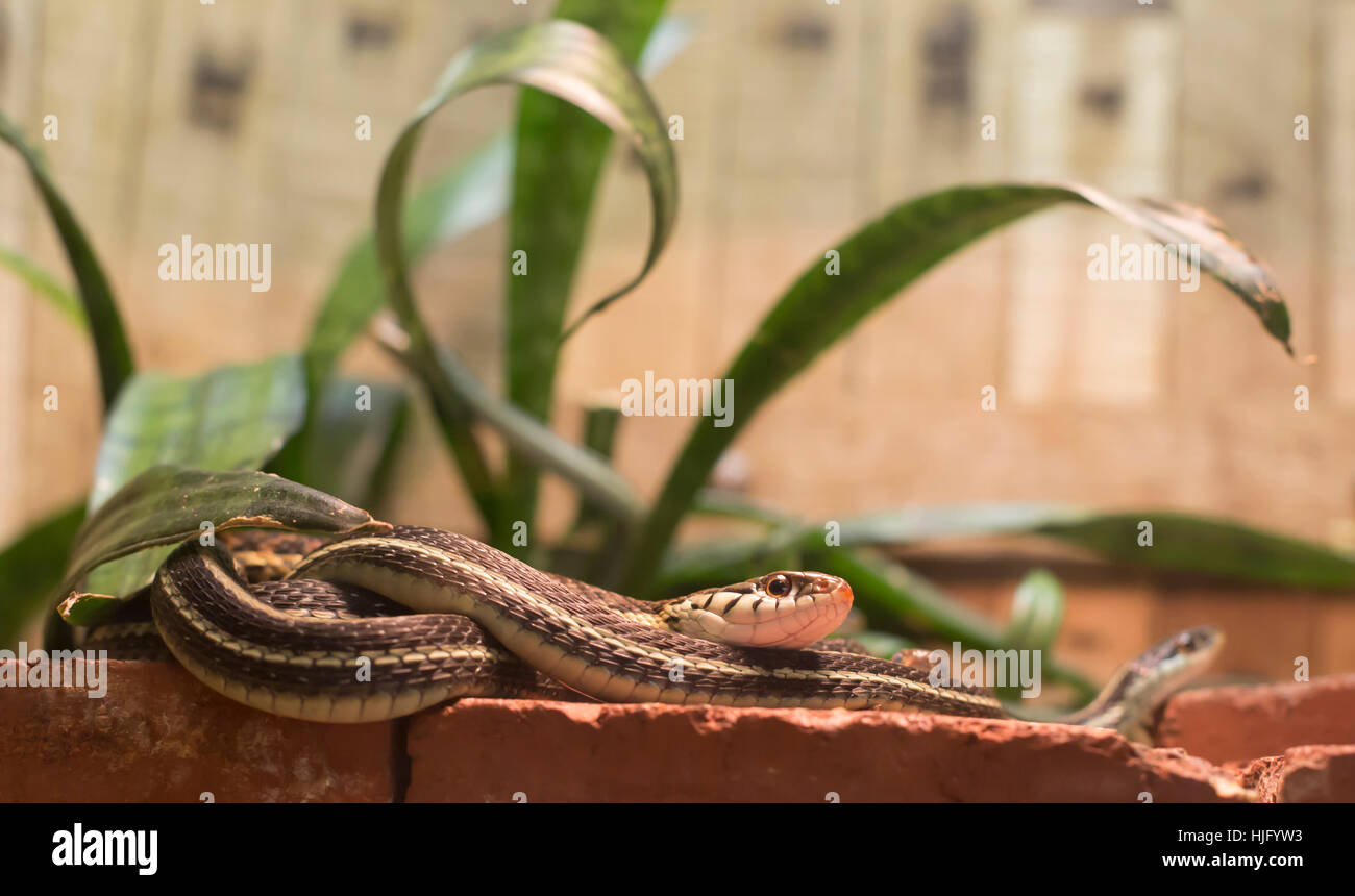 Garter snakes (Thamnophis sirtalis) on bricks in a glass display Stock ...