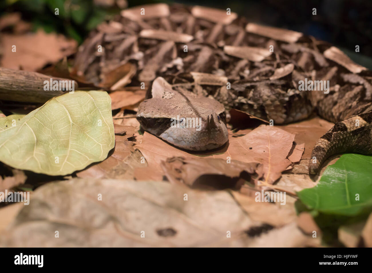 Close up of a Gaboon viper (Bitis gabonica) camouflaged in leaves Stock ...