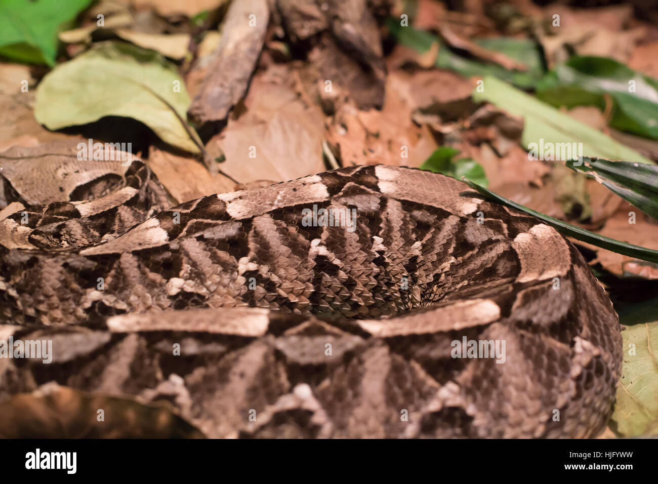 Close up of a Gaboon viper's camouflaged skin Stock Photo - Alamy