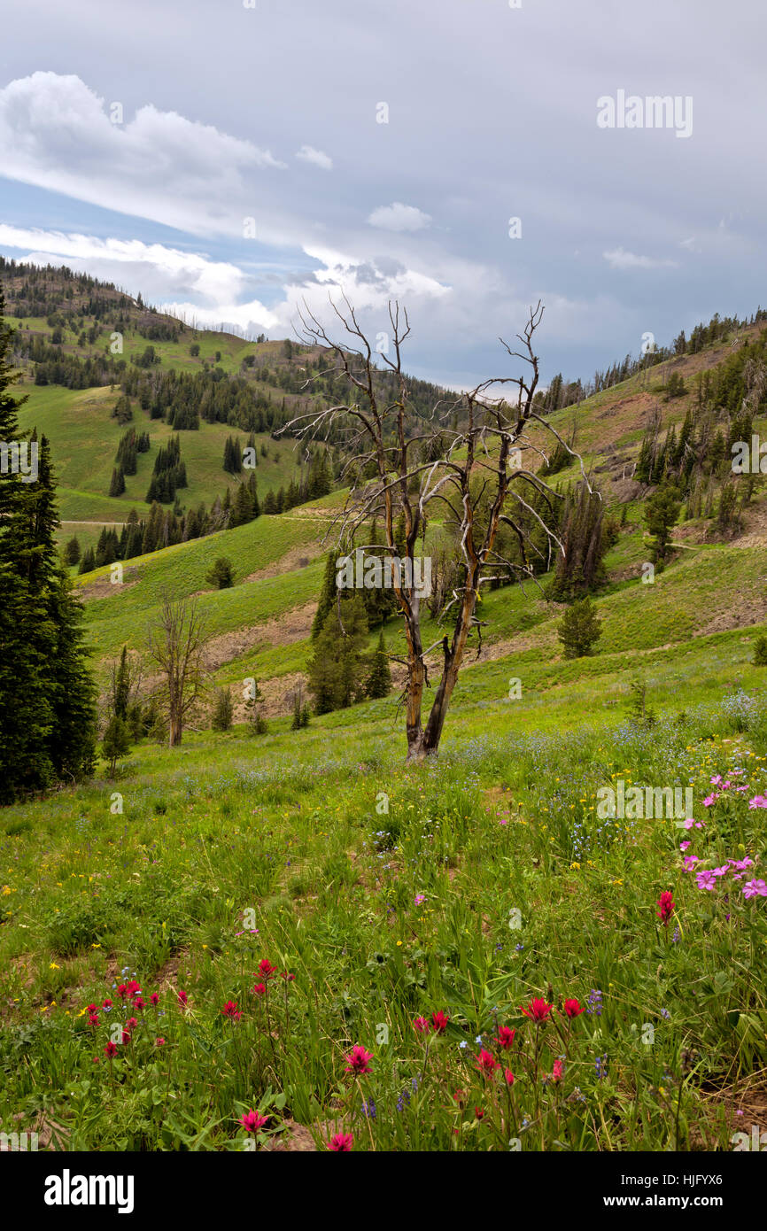WYOMING - Lupine and sticky geranium blooming in a meadow above ...