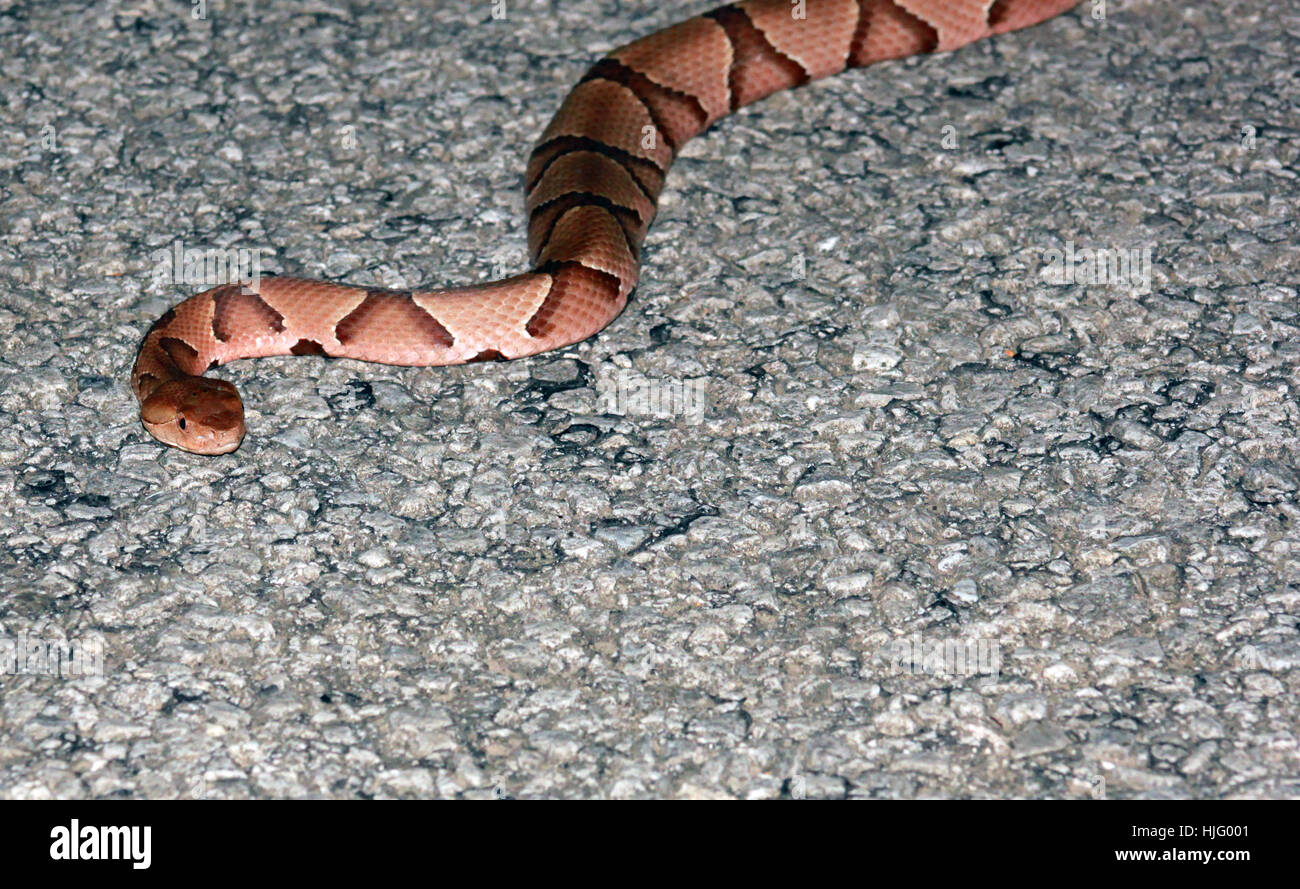 Copperhead snake camouflage hi-res stock photography and images - Alamy