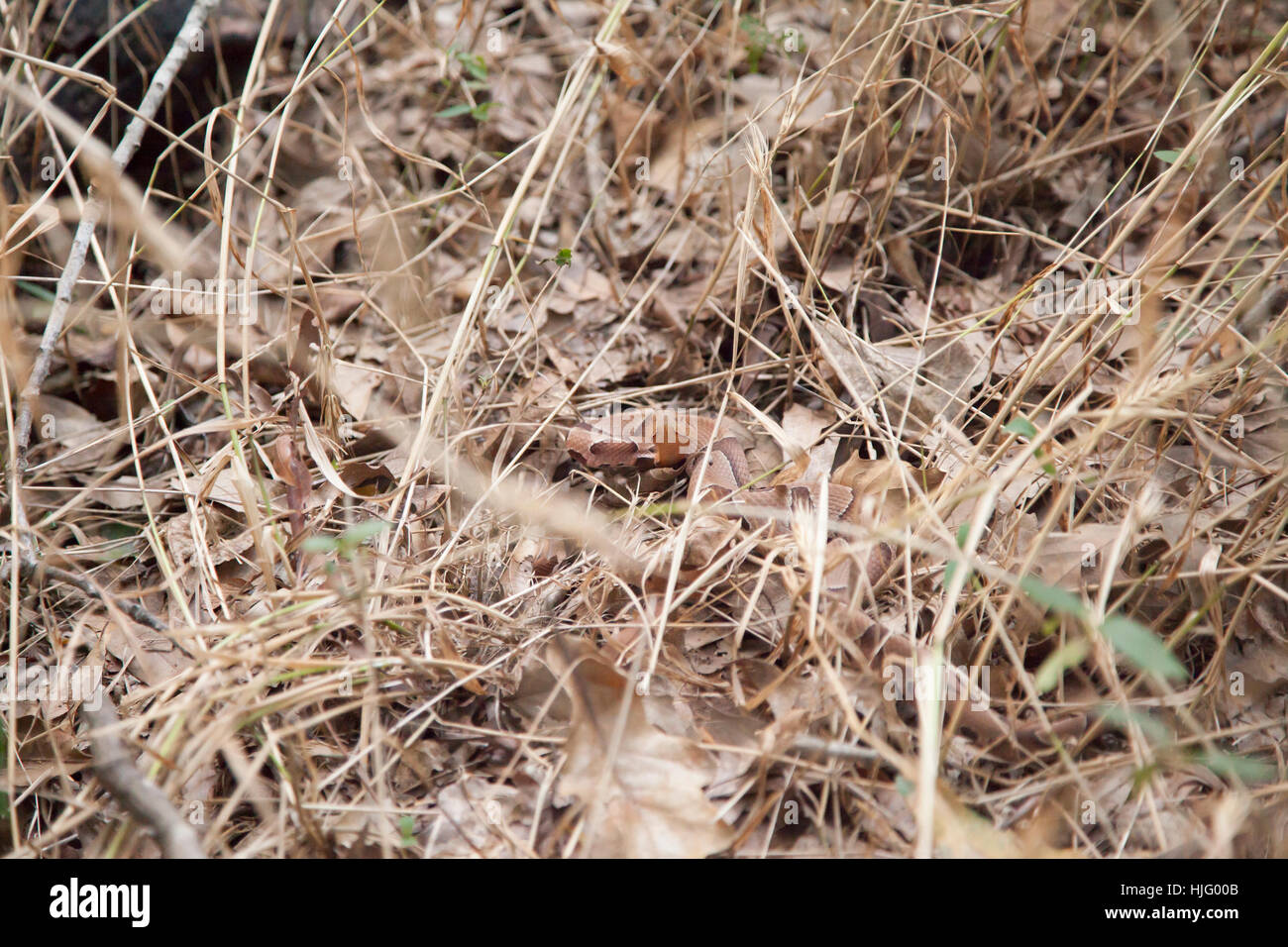 Copperhead hidden in dry grass Stock Photo - Alamy