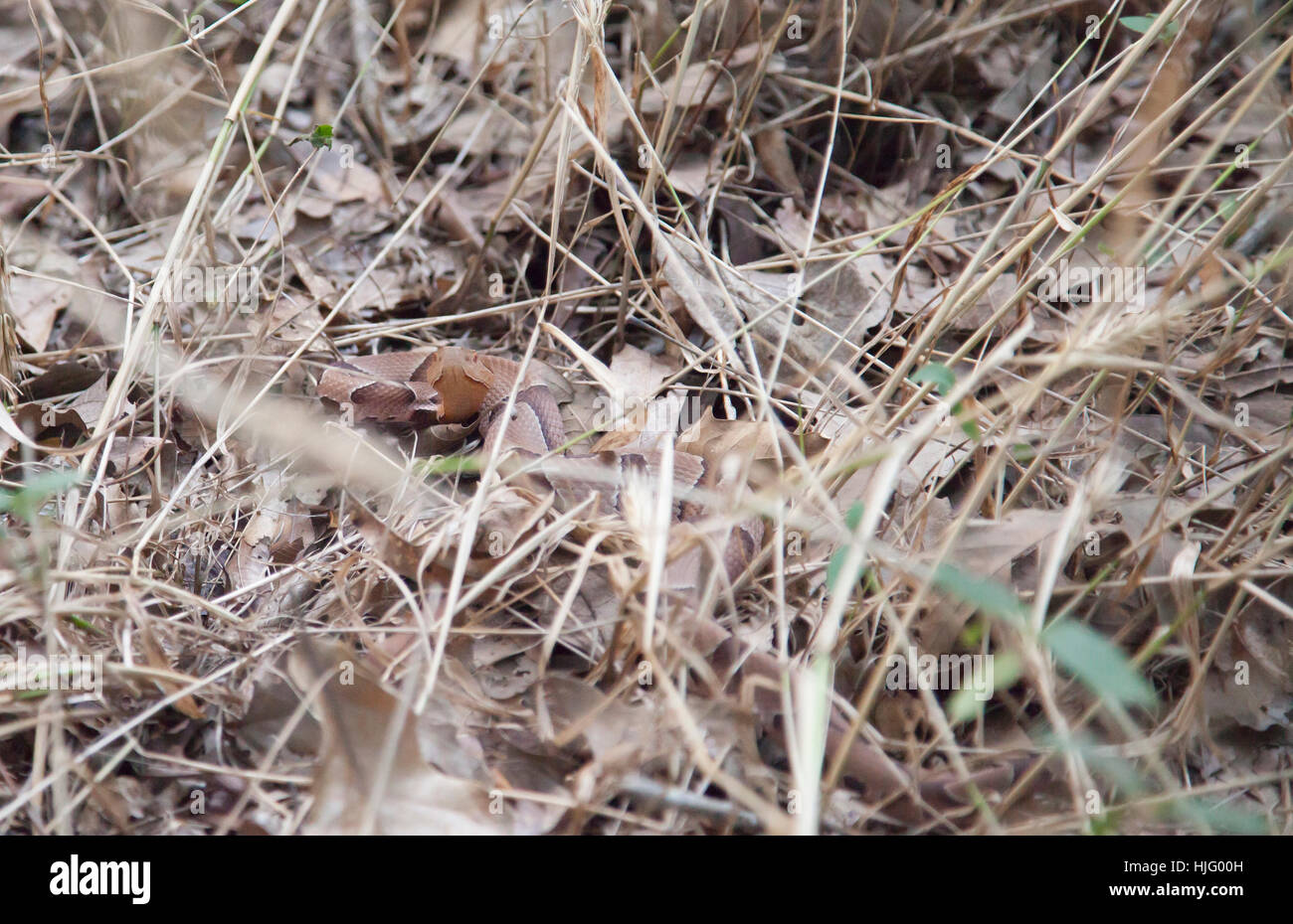 Copperhead snake (Agkistrodon contortrix) camouflaged in dry, brown ...