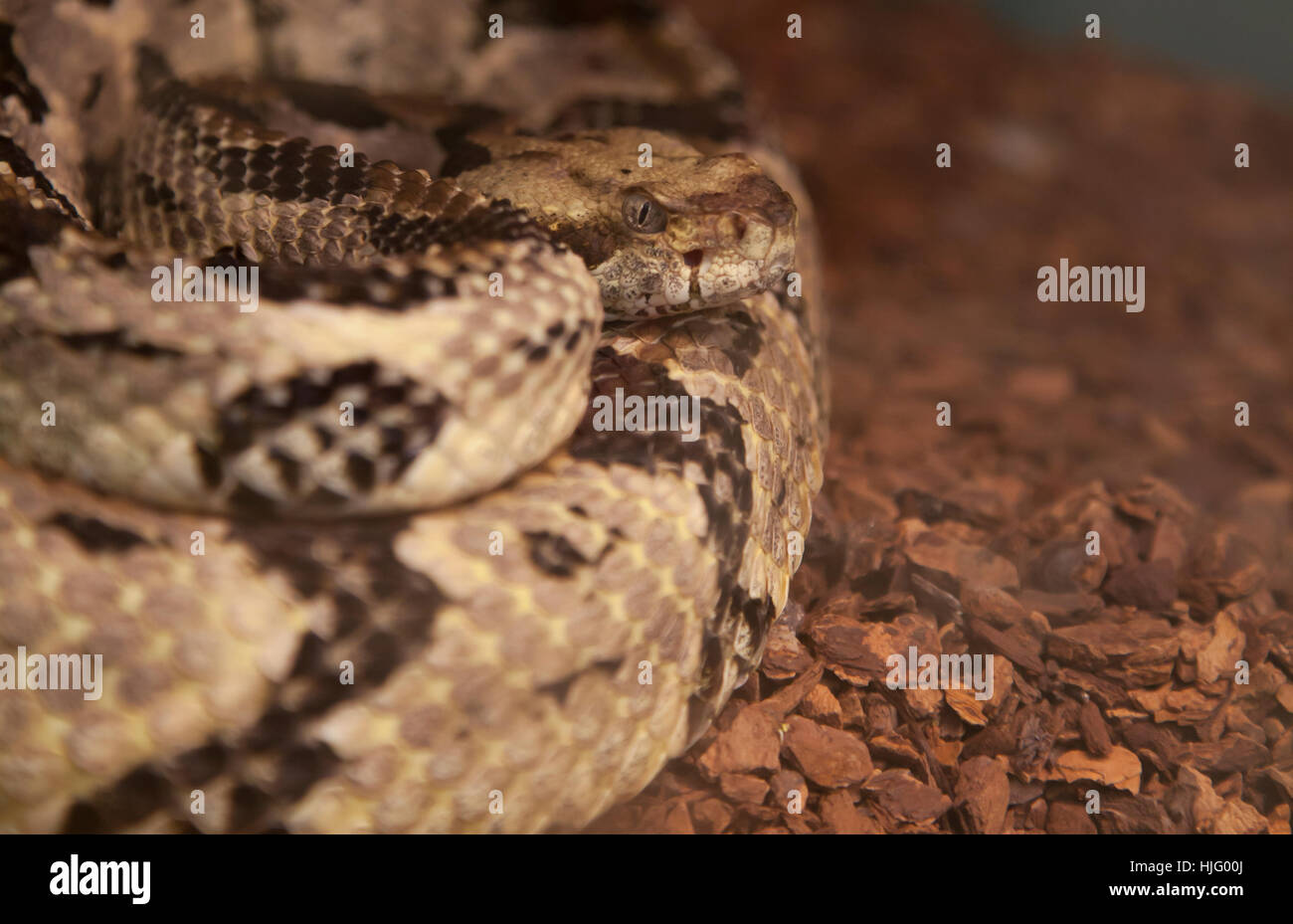 Close up of a canebrake rattlesnake (Crotalus horridus) in a coil Stock ...
