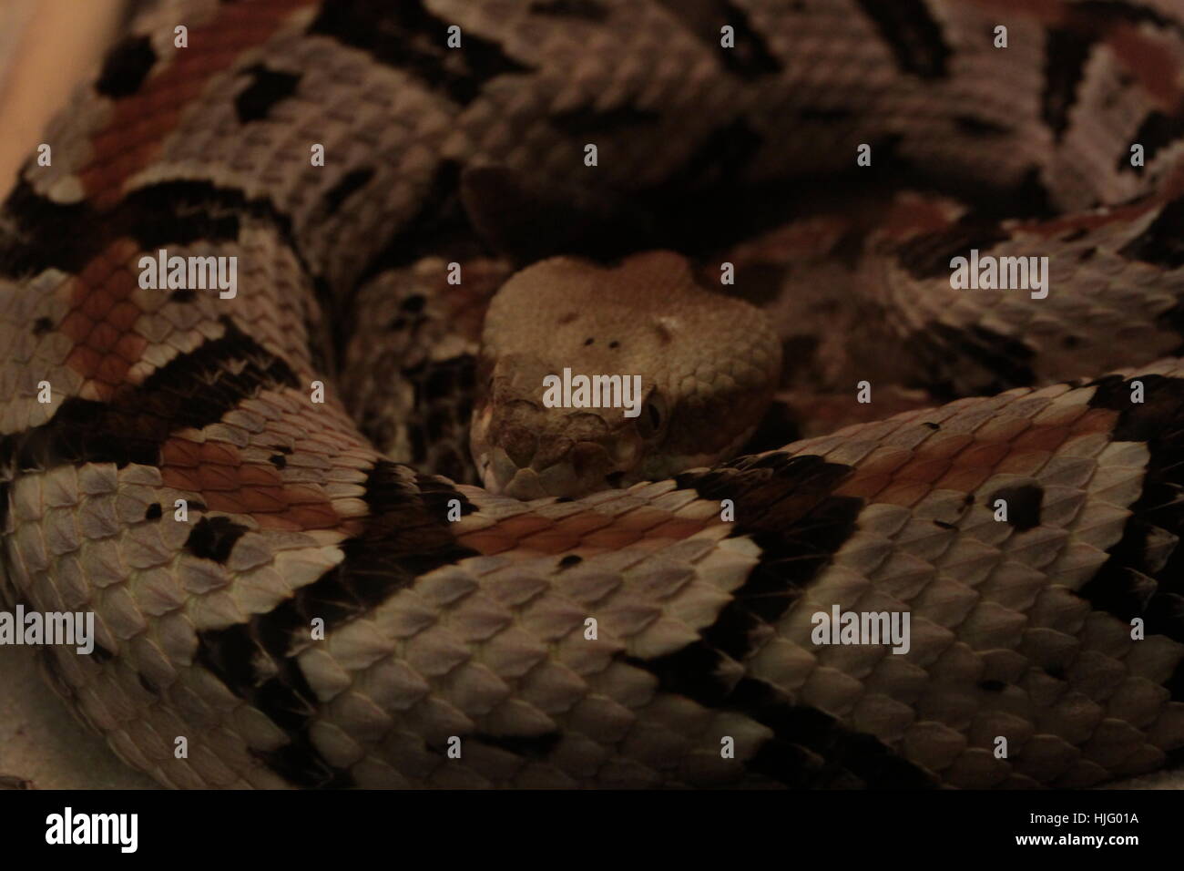 Canebrake rattlesnake hi-res stock photography and images - Alamy