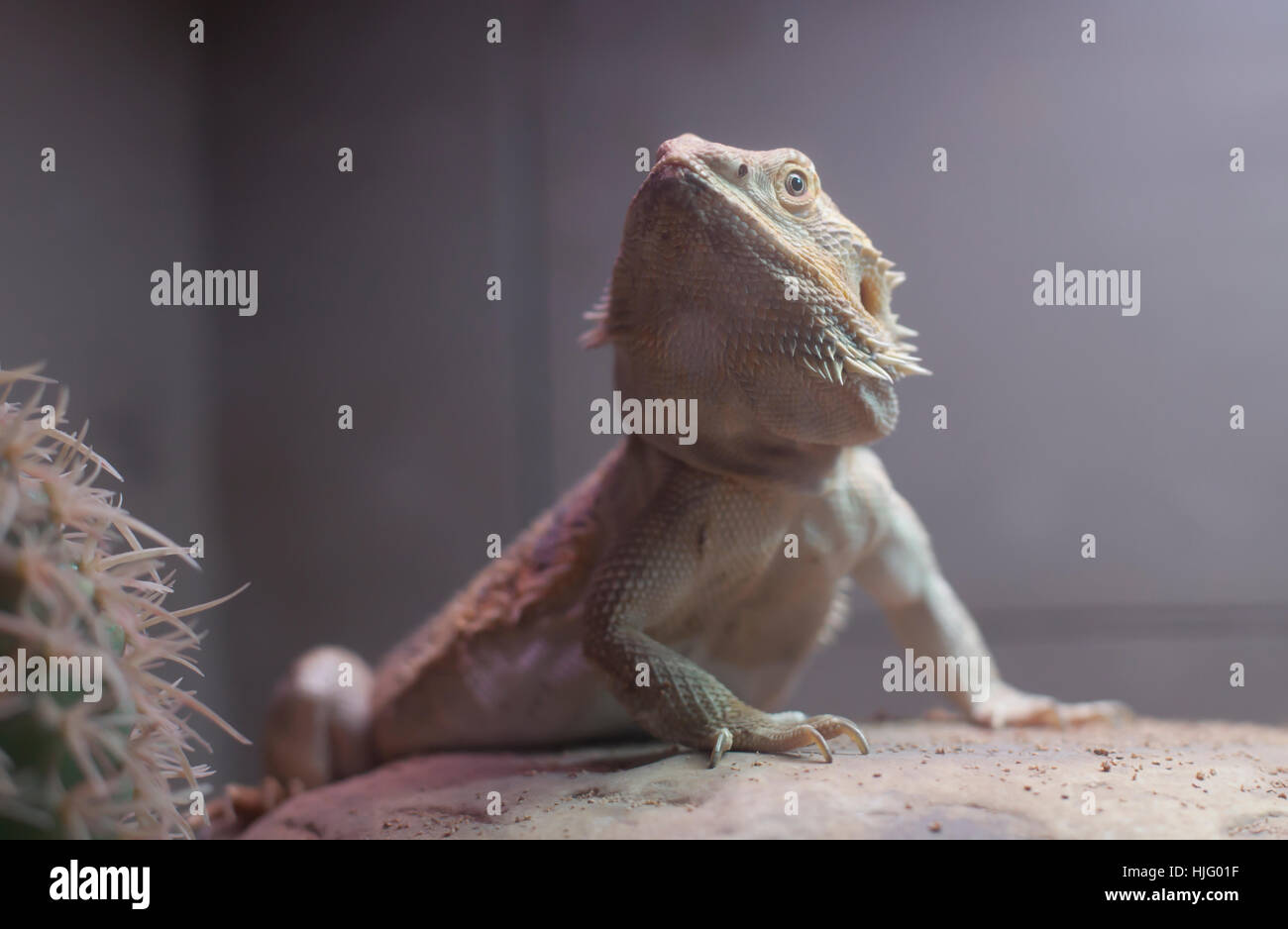 Close up of a bearded dragon basking under a light in an enclosure ...