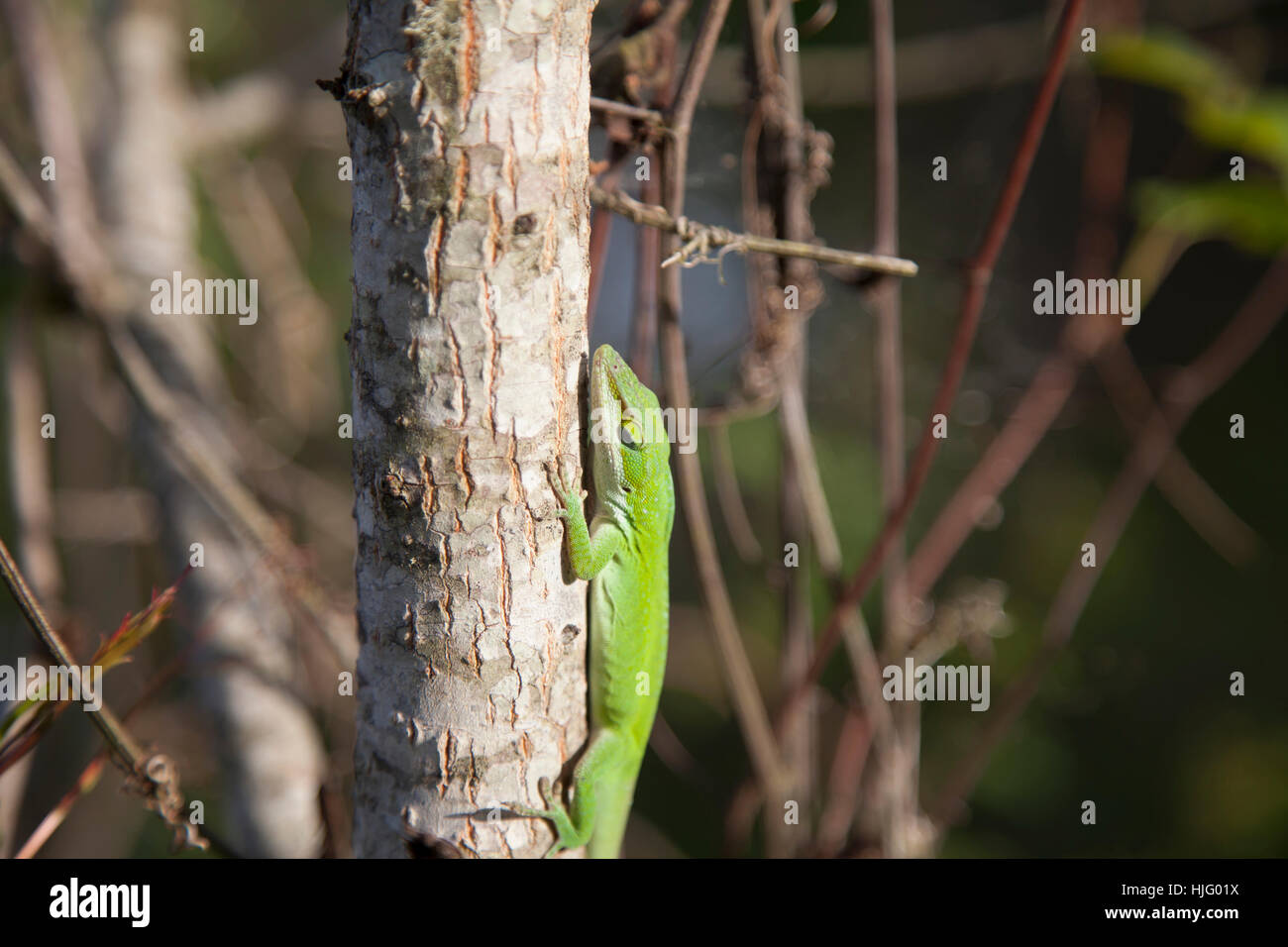 Green anole (Anolis carolinensis) scurrying down a small tree trunk ...