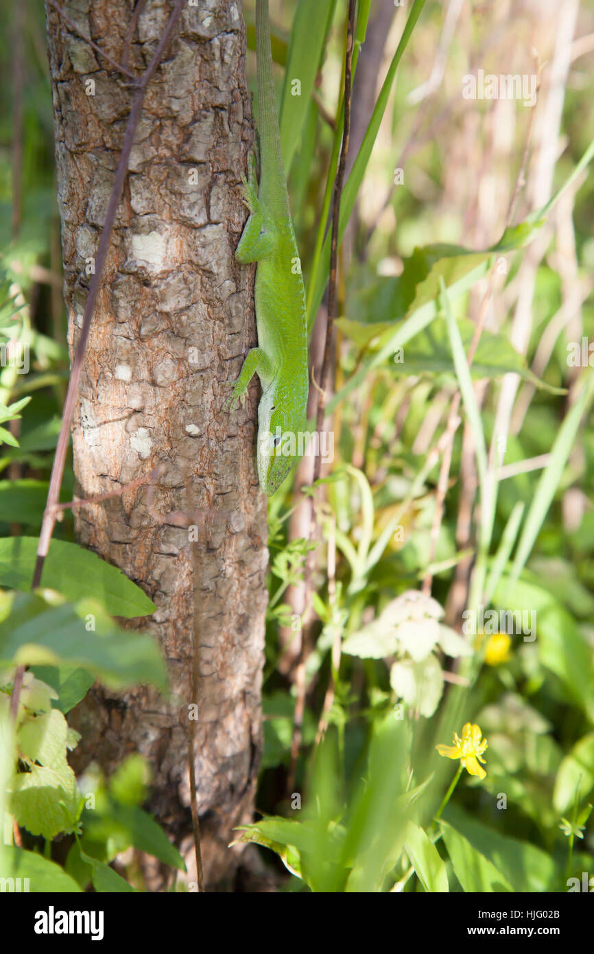 Green anole (Anolis carolinensis) scurrying down a small tree trunk ...