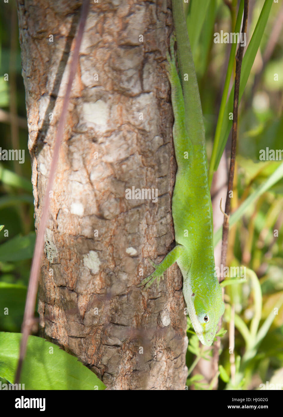 Green anole (Anolis carolinensis) scurrying down a small tree trunk ...