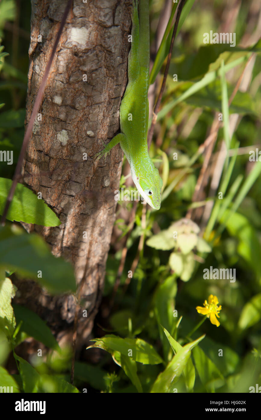 Green anole (Anolis carolinensis) scurrying down a small tree trunk ...