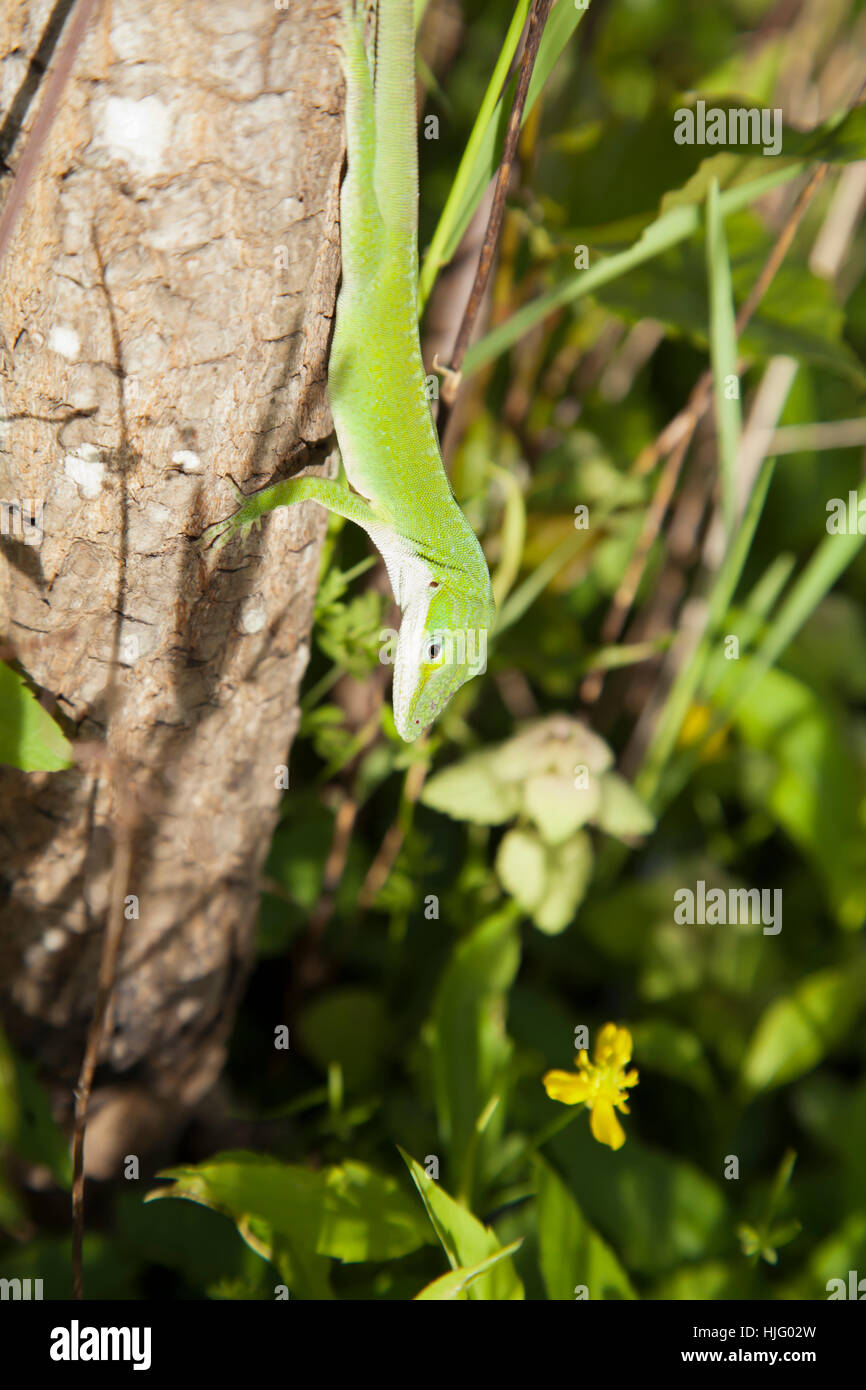 Green anole (Anolis carolinensis) scurrying down a small tree trunk ...