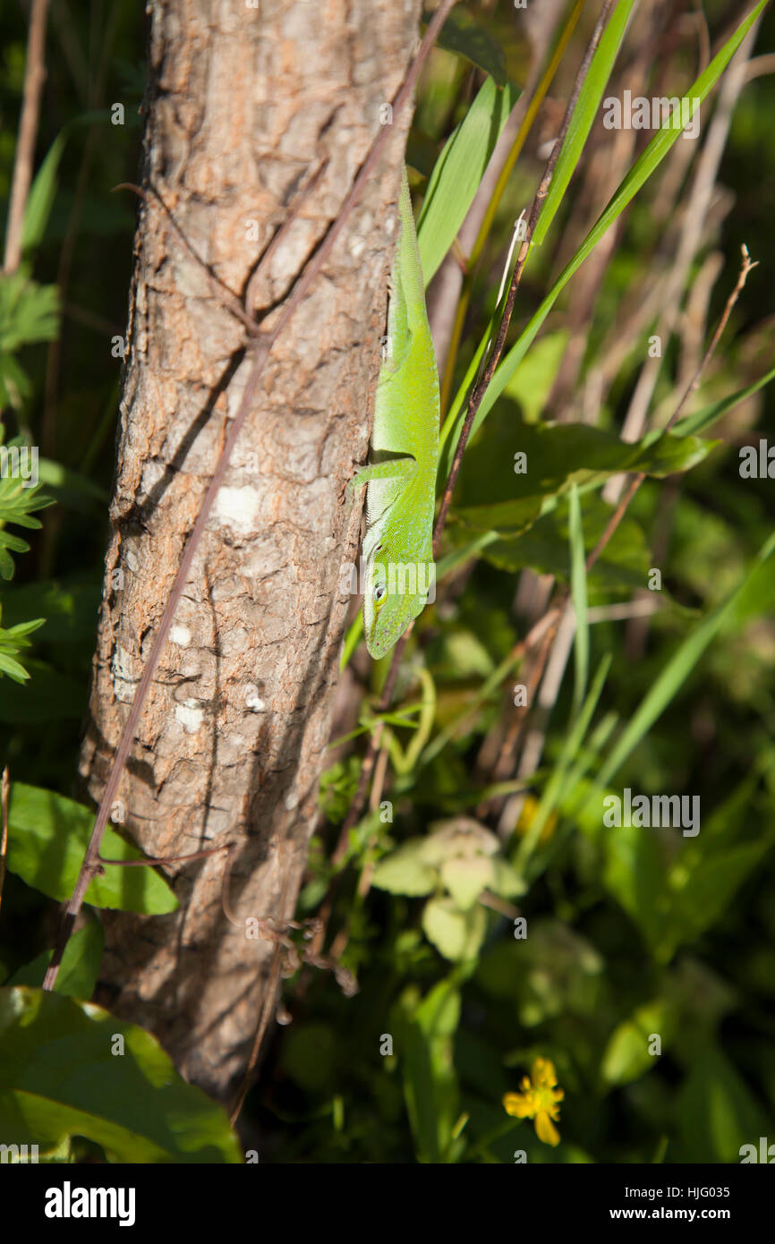 Green anole (Anolis carolinensis) scurrying down a small tree trunk ...